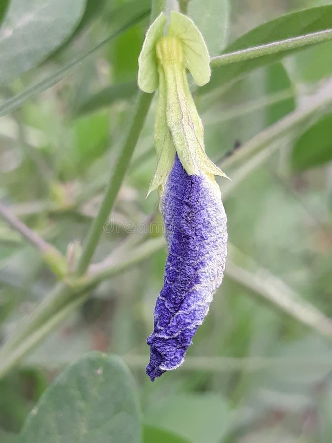 A Nice Flower Head Picture in Plant Stock Image - Image of nice, petal ...