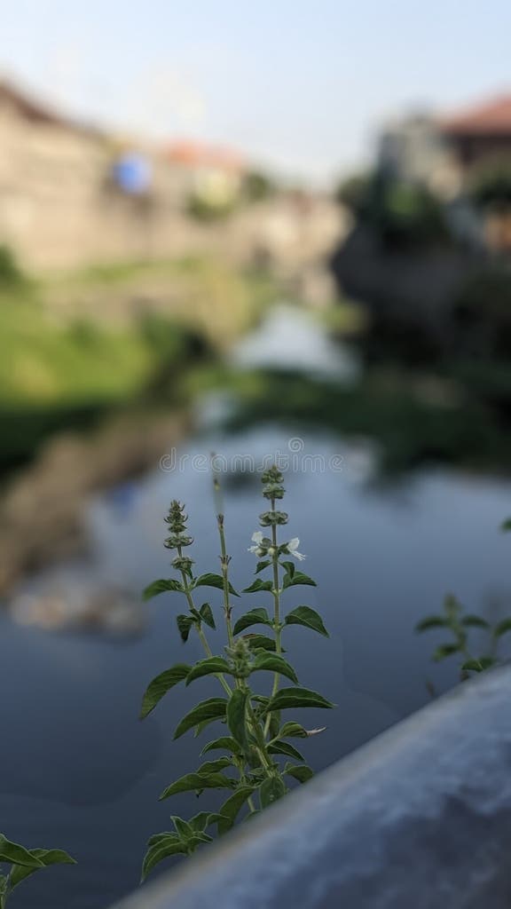 Picture Flower with River Background Stock Image - Image of river ...