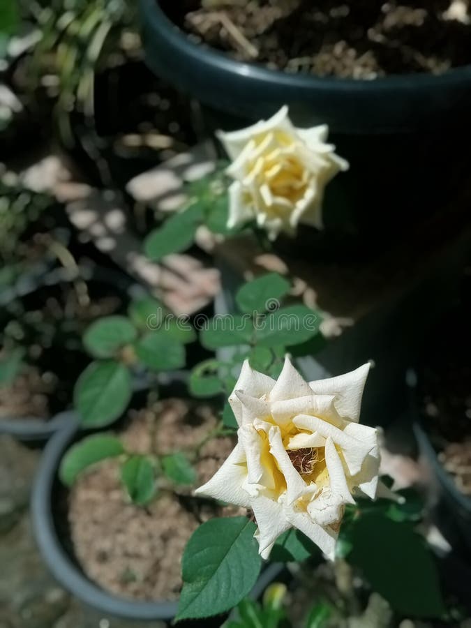 Picture Flower Roses Beautiful Cute White Stock Image - Image of flower ...