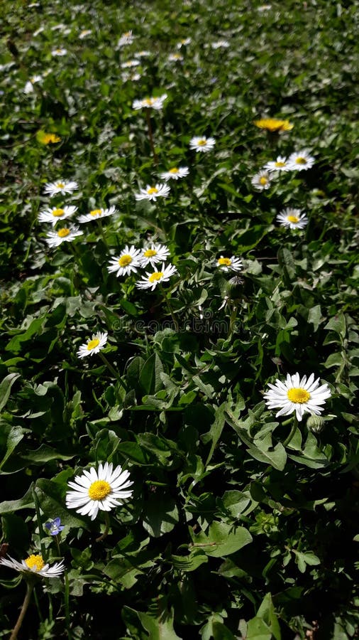Flowers on grass stock image. Image of flowers, white - 114135367