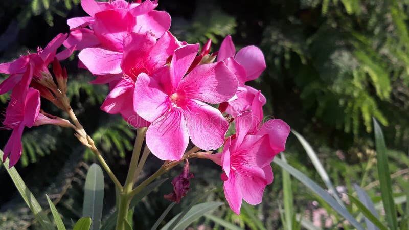 The Nice Flowers Picture in Garden Stock Image - Image of pink ...