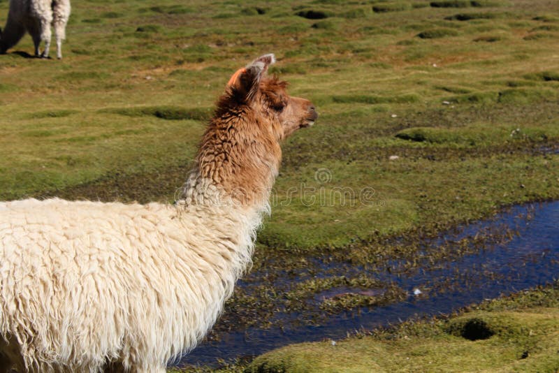 Picture of a Fluffy Alpaca in the Field Under the Sunlight Stock Image ...