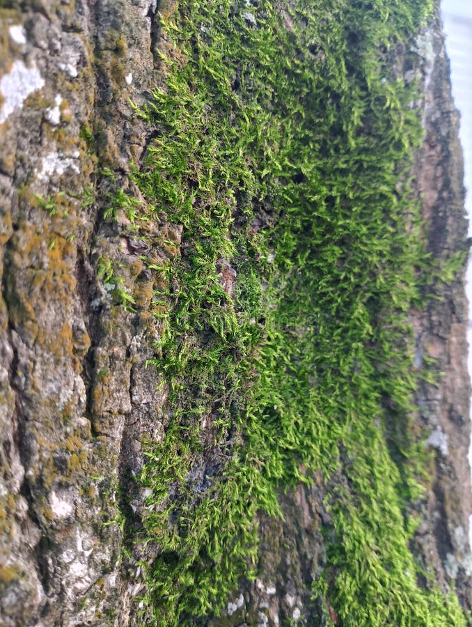 A Picture Focused on Moss Tree Trunks Stock Photo - Image of tree ...