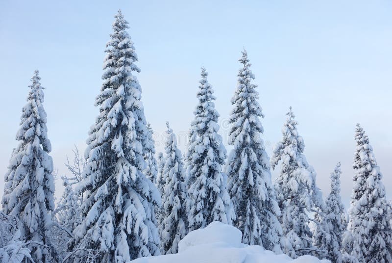 The large spruce trees stock photo. Image of snow, spruce - 208435036