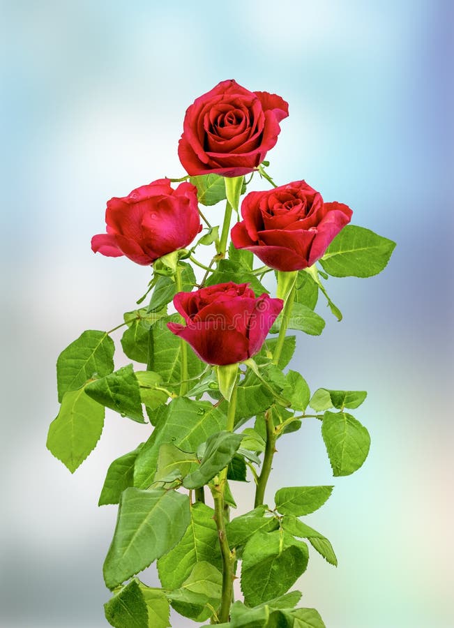 Four Ruby Red Roses in Full Bloom Stock Photo - Image of four, beauty ...