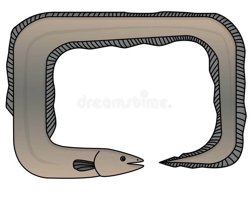 European Eel Stock Illustrations – 43 European Eel Stock Illustrations ...
