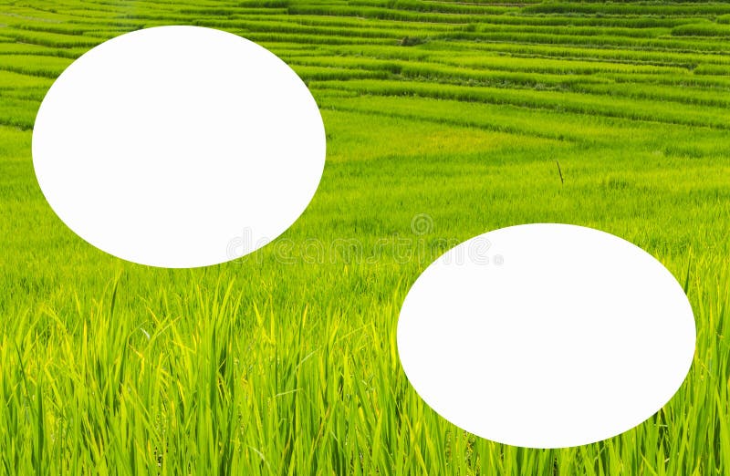 Picture Frame Form Green Rice Fields Stock Image - Image of green ...