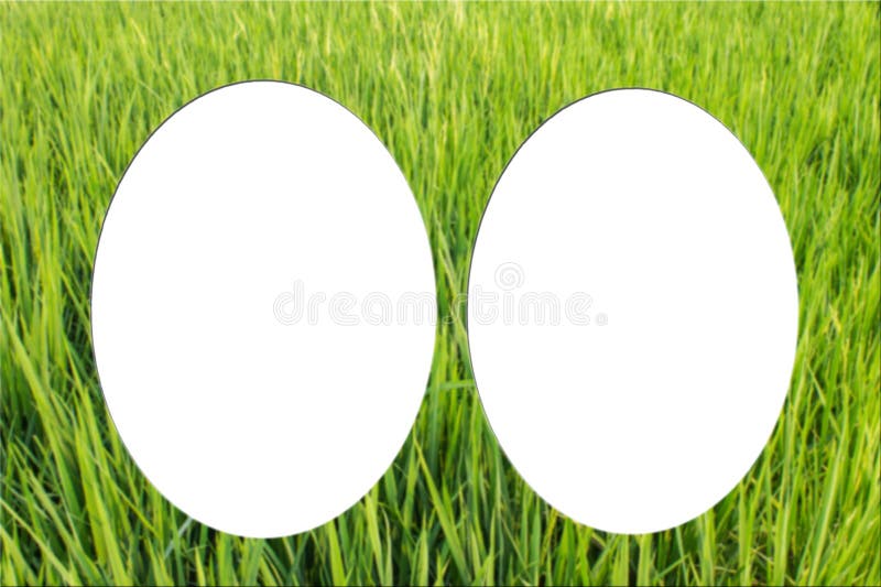 Picture Frame Form Green Rice Fields Stock Photo - Image of fields ...