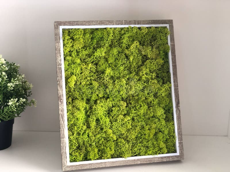 A Picture Frame and Green Moss in a White Table Setting Stock Image ...
