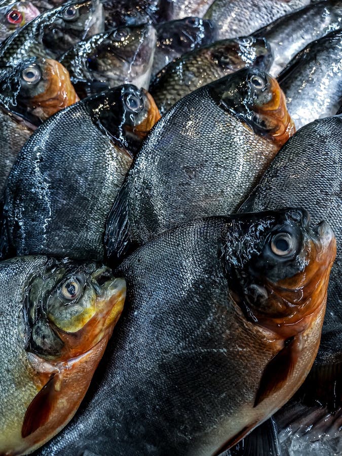 Picture of Fresh Fish from Fishing Today Stock Photo - Image of today ...