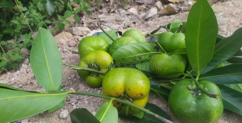 Picture Natural Fresh Fruits Black Sapote at Mountian Stock Photo ...