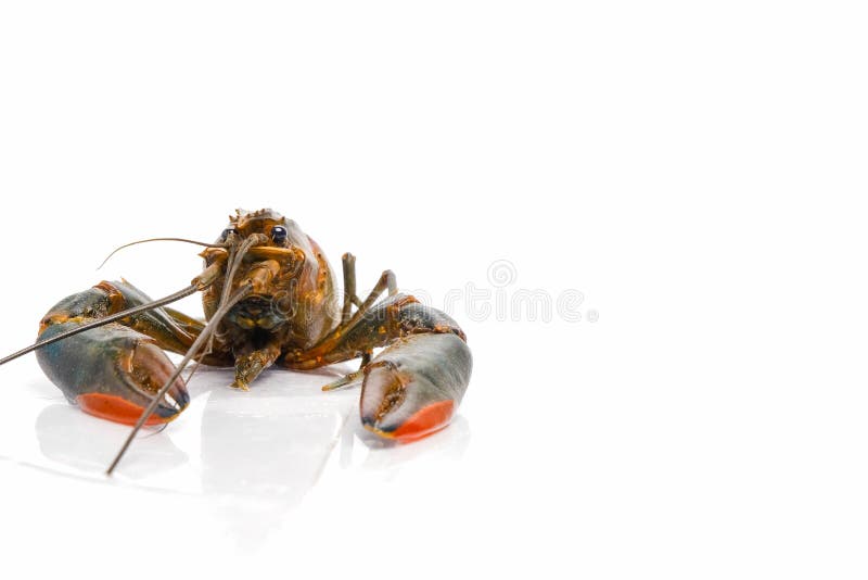 Batik lobster stock image. Image of claw, fishing, claws - 189746777