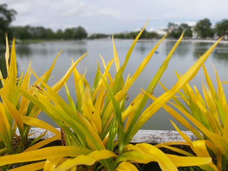 Color Pineapple Tree with a View in the Background Stock Photo - Image ...