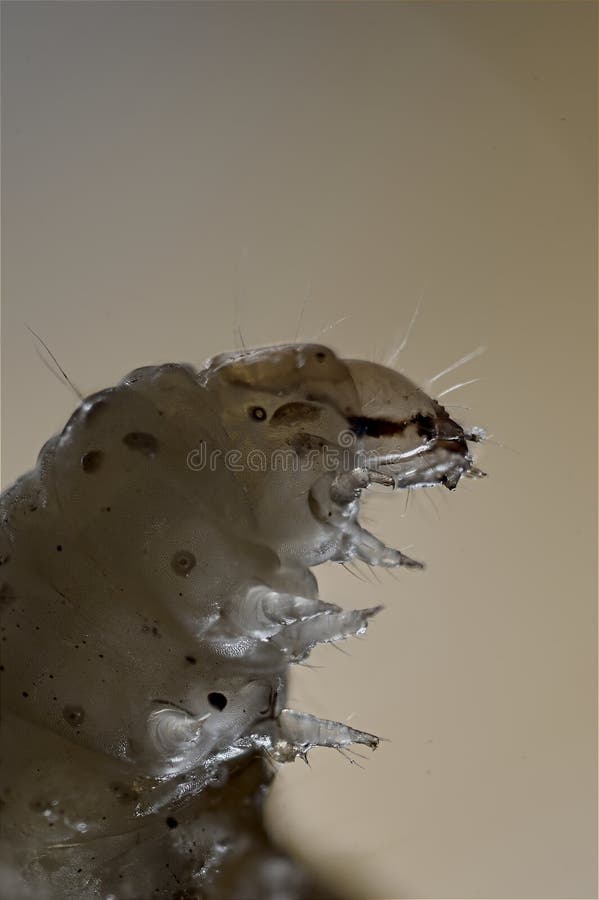 Fruit Worm in Extreme Macro Stock Photo - Image of close, beautiful ...