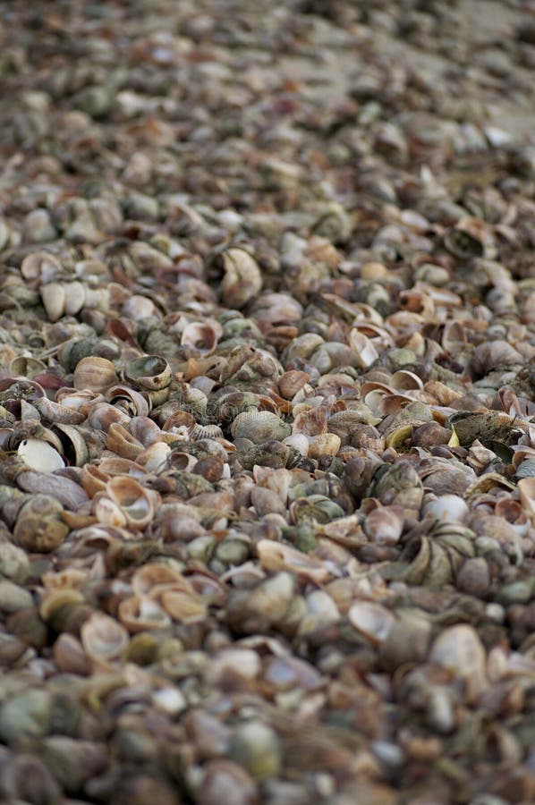 Picture full of Sea Shells stock image. Image of resort - 36320367