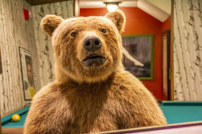 Fuzzy Brown Bear at a Museum Editorial Stock Image - Image of face ...
