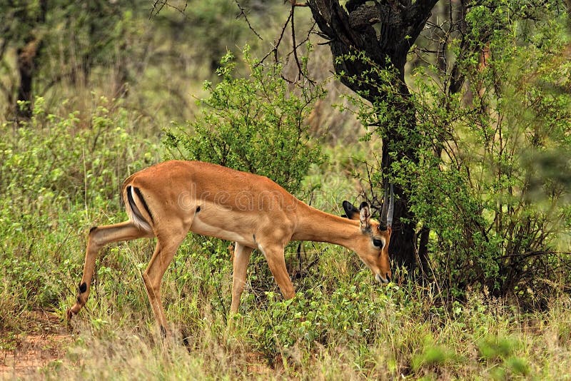 A picture of a gazelle stock photo. Image of bush, hunt - 235056800