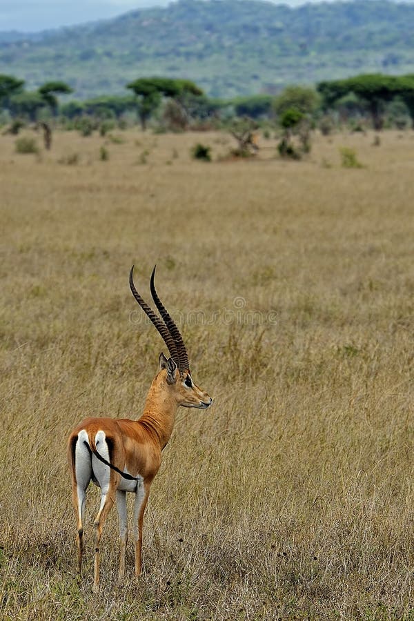 A picture of a gazelle stock photo. Image of brown, east - 235091248