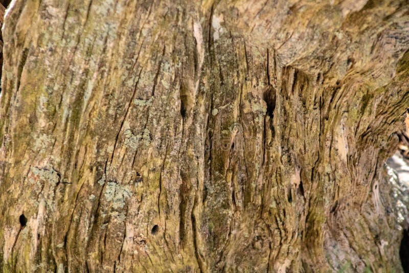 Gnarled old tree stock photo. Image of branch, nature - 137788346