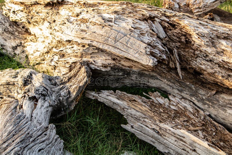 Gnarled old tree stock photo. Image of outdoors, texture - 133298302
