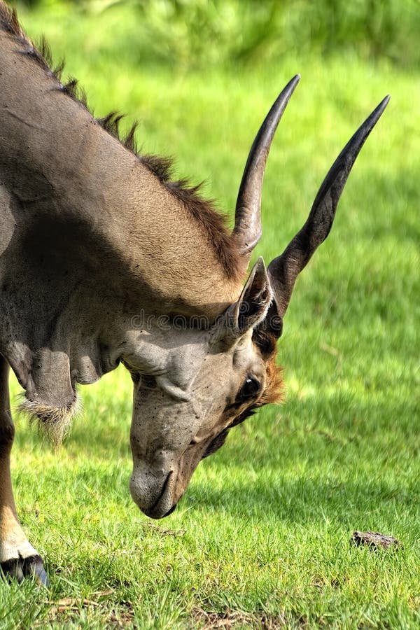 A picture of a gnu stock image. Image of game, conservation - 234895215