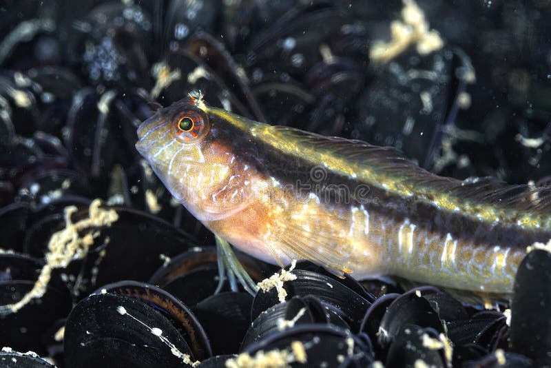 A picture of a goby stock image. Image of diagonal, earth - 245746293