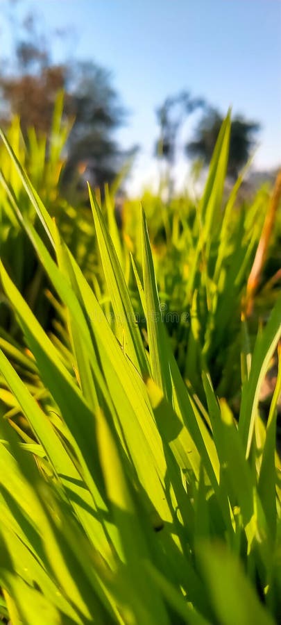 This is the Picture of Grain Leaves. Stock Photo - Image of tree ...