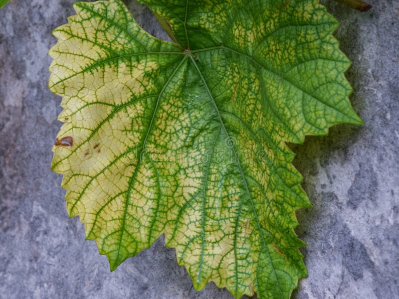 Grape Leaf Texture, Close-up View Stock Photo - Image of view ...