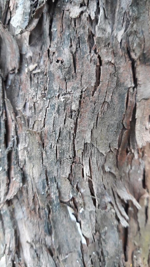 Grapes bark tree stock image. Image of tree, grapes - 113306775