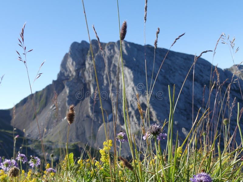 Grass in Front of the Alpes Stock Image - Image of nature, wind: 196741255