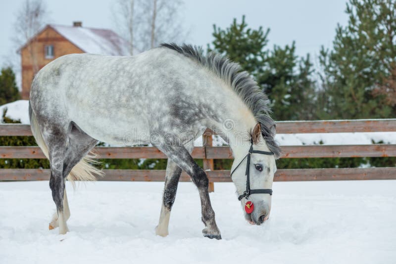Picture of a Gray Beautiful Horse on a Ranch Stock Photo - Image of ...