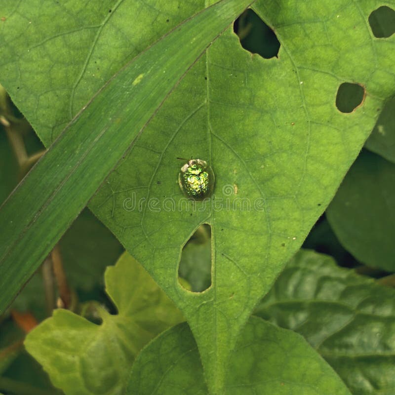 Picture of Green Bug on Leaf Stock Image - Image of leaf, tree: 265495049