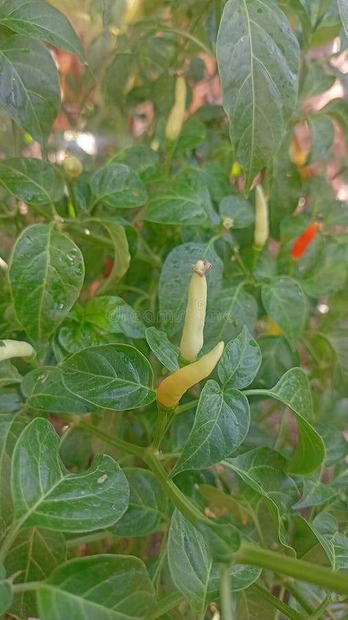 A Picture of Green Chili Plant or Cabe Rawit Stock Photo - Image of chili, green: 334581138