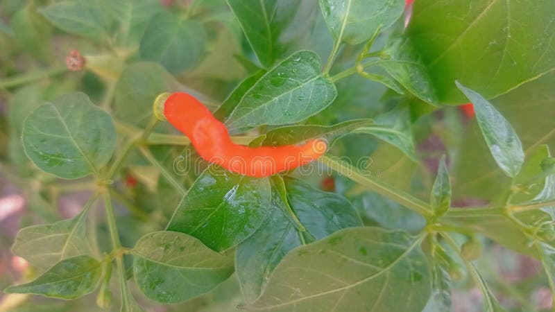 A Picture of Green Chili Plant or Cabe Rawit Stock Photo - Image of ...