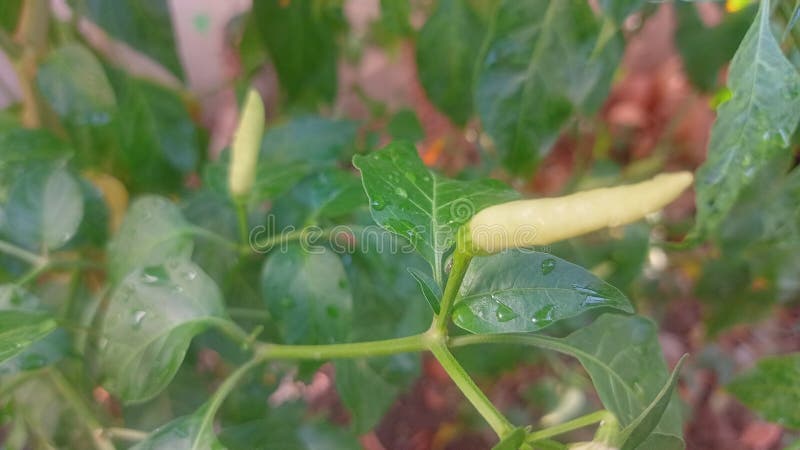 A Picture of Green Chili Plant or Cabe Rawit Stock Photo - Image of ...