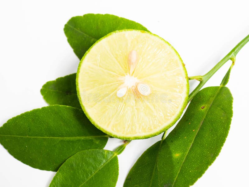 Picture of Green Citrus with Leafs on a White Isolated Background Stock ...