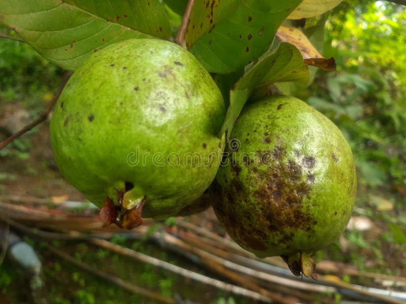 Picture of Green Guava Fruit Ready To Be Picked Stock Photo - Image of ...