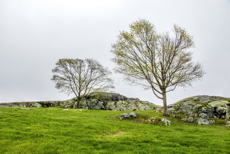 Green Hills and Trees in the Spring Stock Photo - Image of fall, rural ...