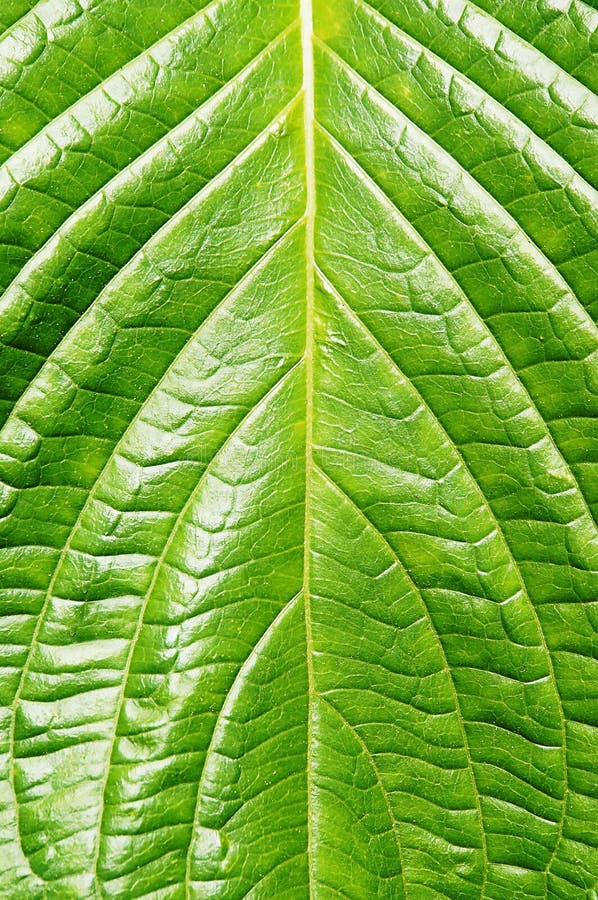 Leaf texture stock image. Image of nature, design, leaves - 30054299