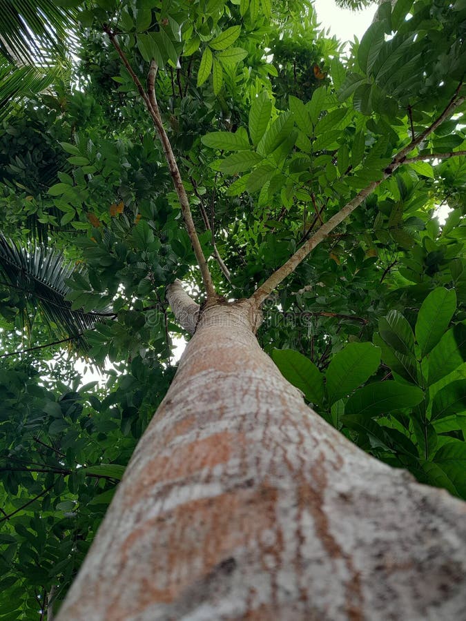 A Picture of a Green Leaf Tree Taken from Below Stock Image - Image of ...