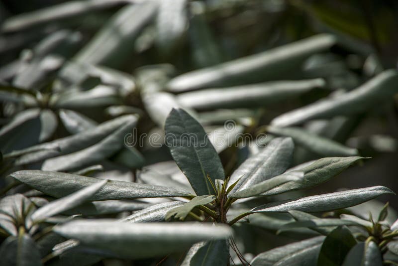 Green Leafy Plant in the Woods in the Spring Stock Photo - Image of ...