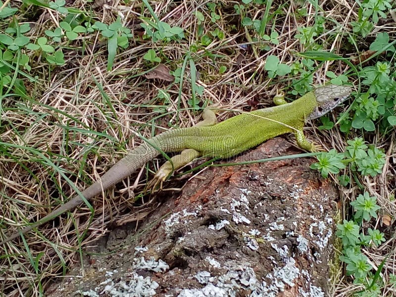 Green lizard in grass stock image. Image of reptile - 178483999