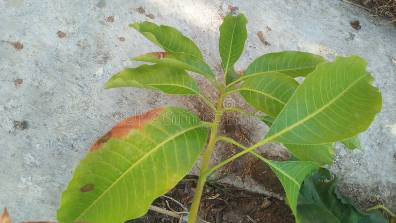 A Picture of Green Mango Leaf Stock Photo - Image of leaf, mango: 294725324