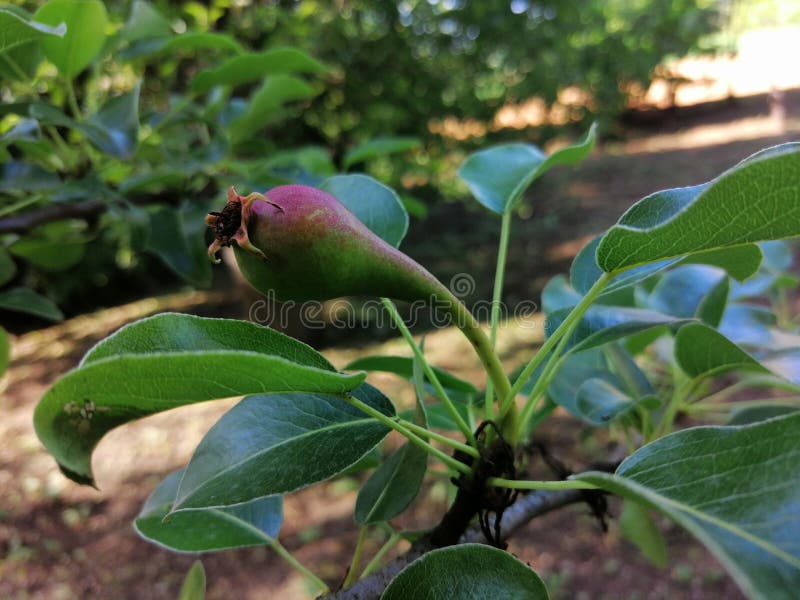 Pear in spring stock photo. Image of fruit, pear, spring - 148016542