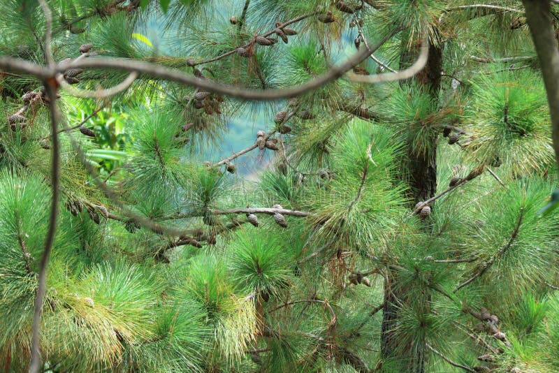 The Picture of a Green Pine Tree in a Tropical Forest in the Morning ...