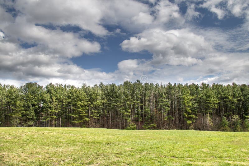 Green Pine Trees in the Forest in the Spring Stock Photo - Image of ...