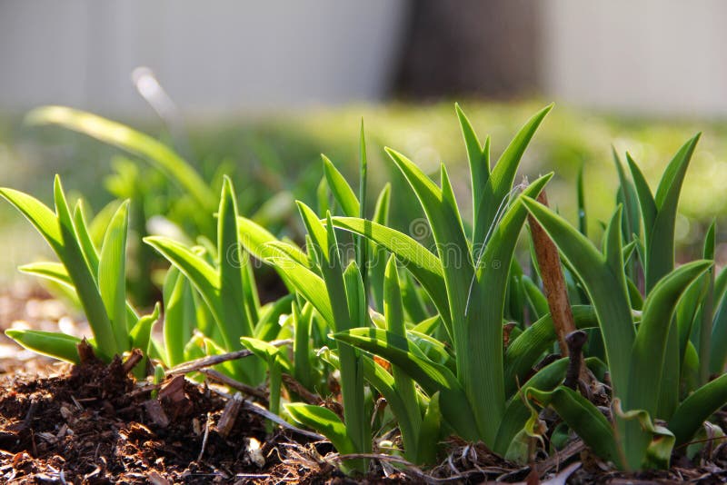 Green Plants Sprouting in Spring Stock Photo - Image of fresh, grow ...