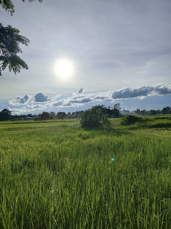 Picture of Green Rice Fields and Bright Blue Sky in the Morning. Stock ...