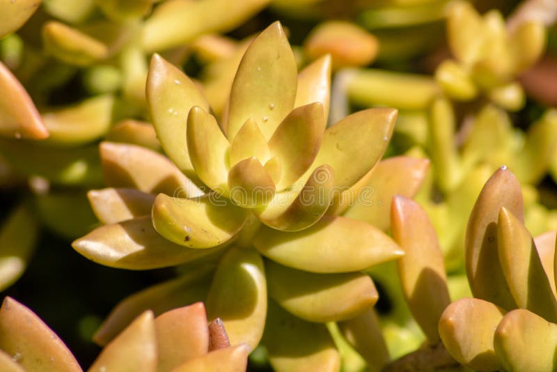 Succulents stock image. Image of bloom, succulents, green - 128026367