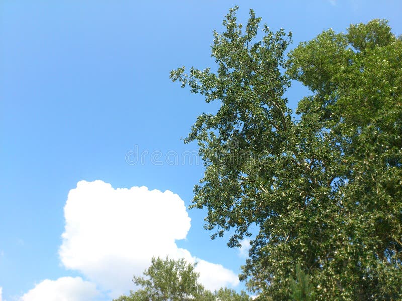 Picture of Green Tree and Blue Sky Stock Image - Image of texture ...